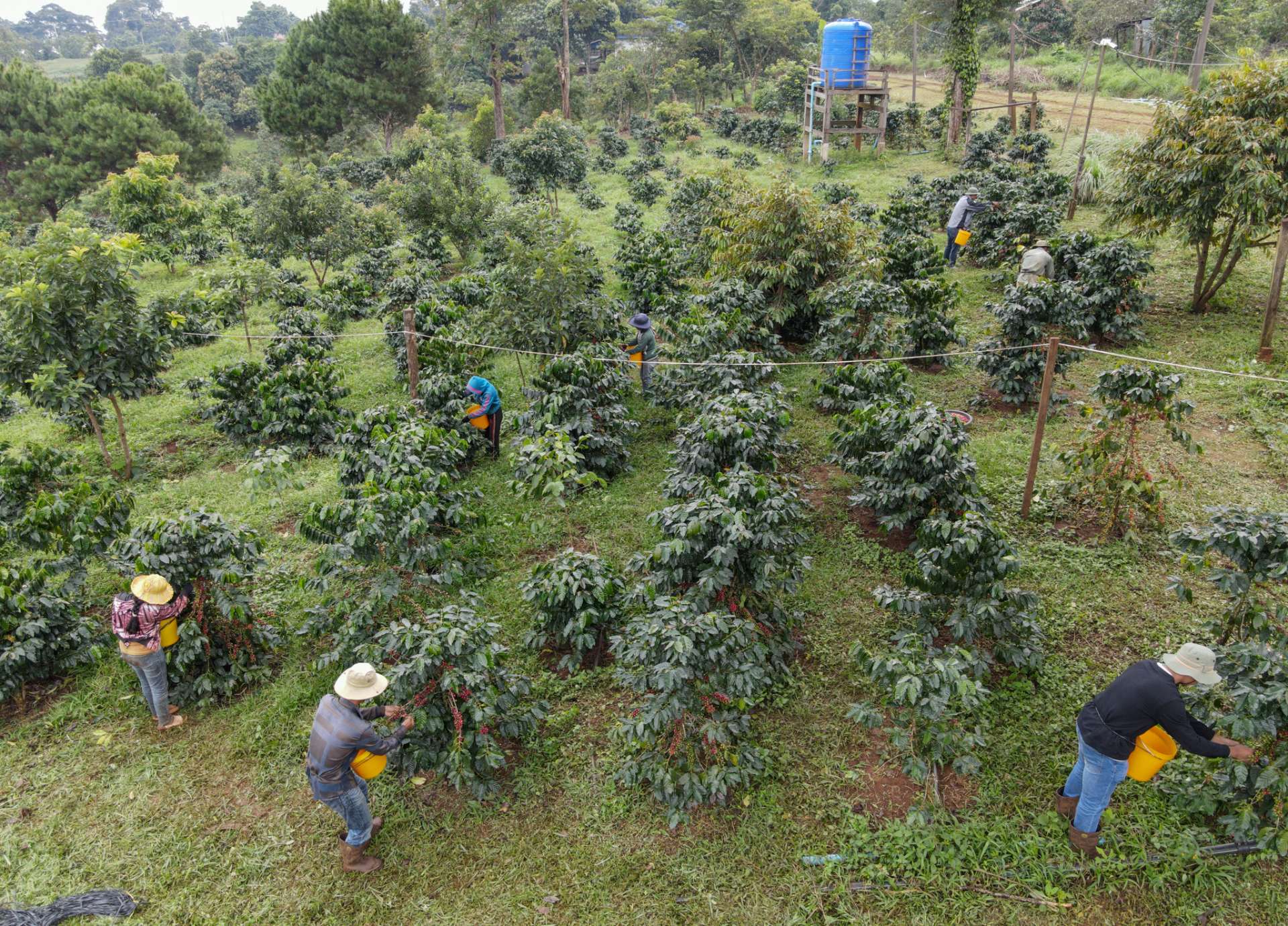 Visite d'une plantation de café au Pida Coffee Farm - Destination Cambodge